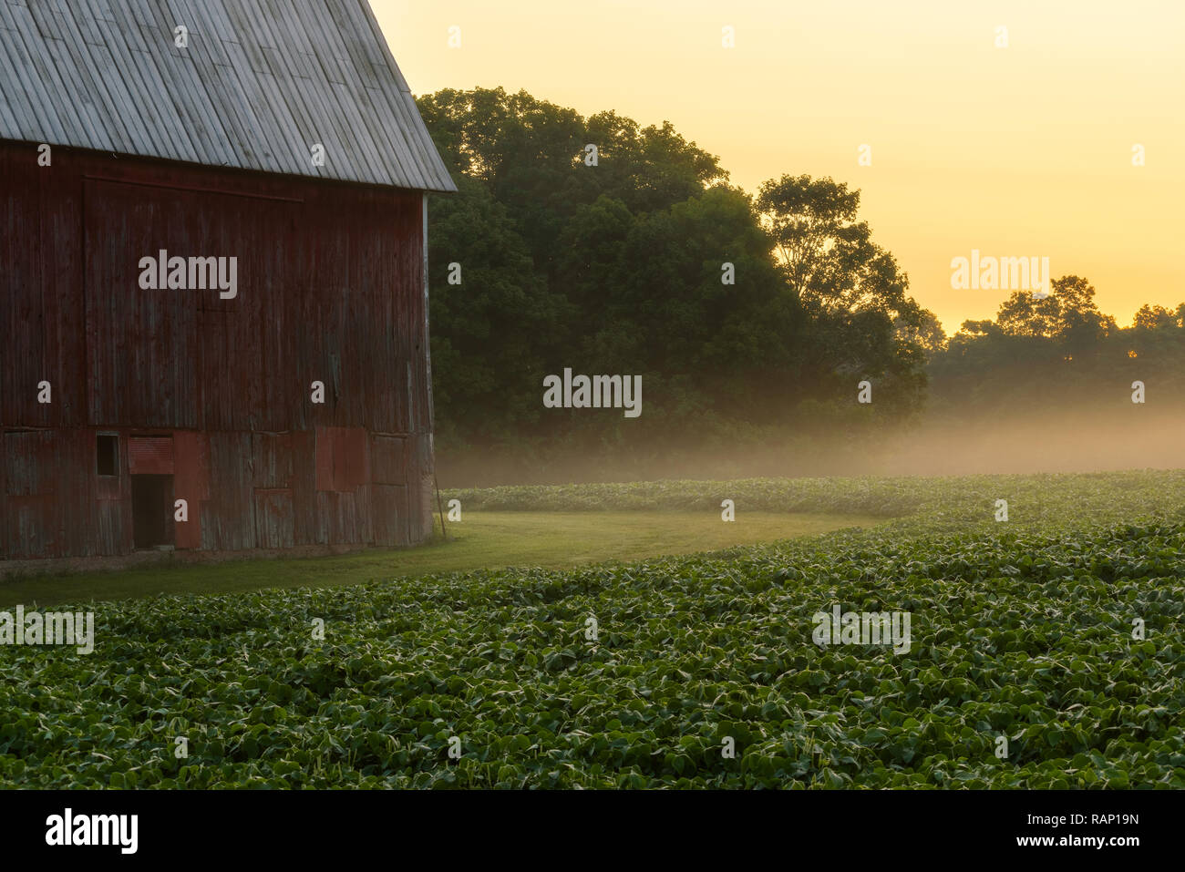 Crops in mist hi-res stock photography and images - Alamy