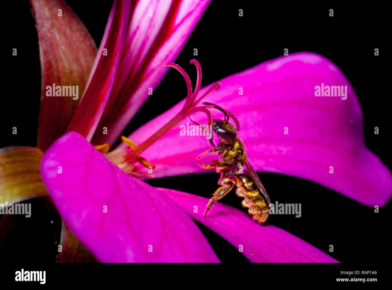 Floral macro bee hi-res stock photography and images - Alamy