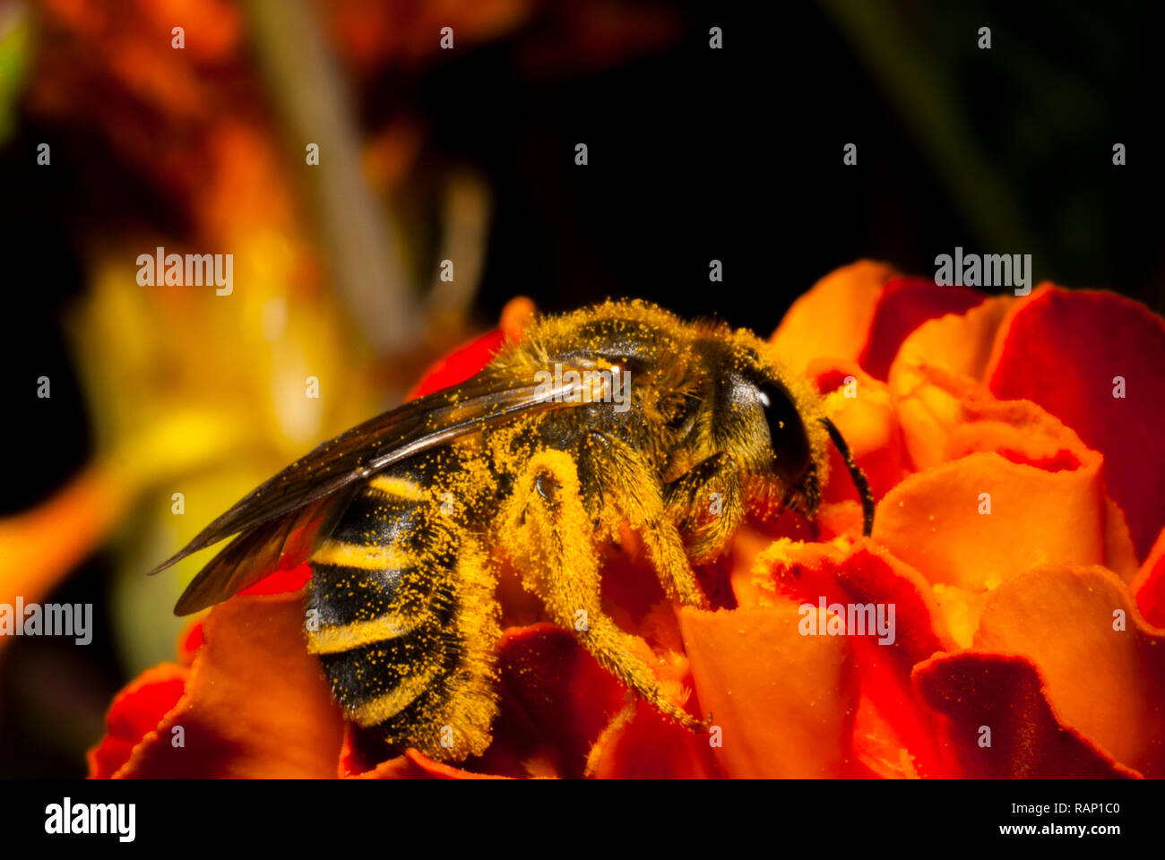 Bee back garden hi-res stock photography and images - Alamy