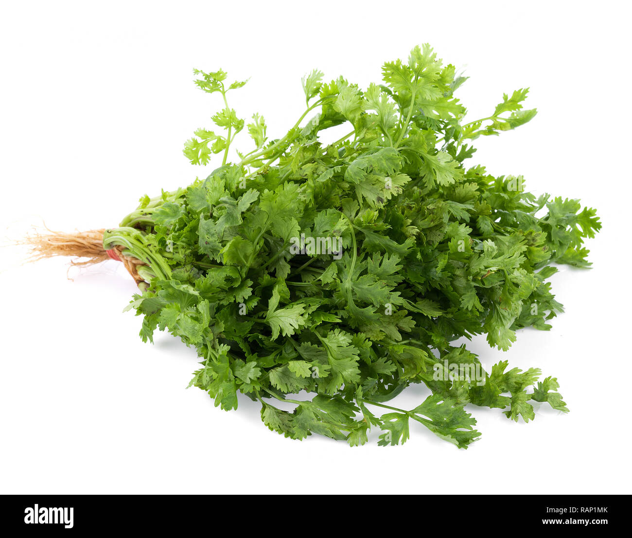 Coriander leaves hi-res stock photography and images - Alamy