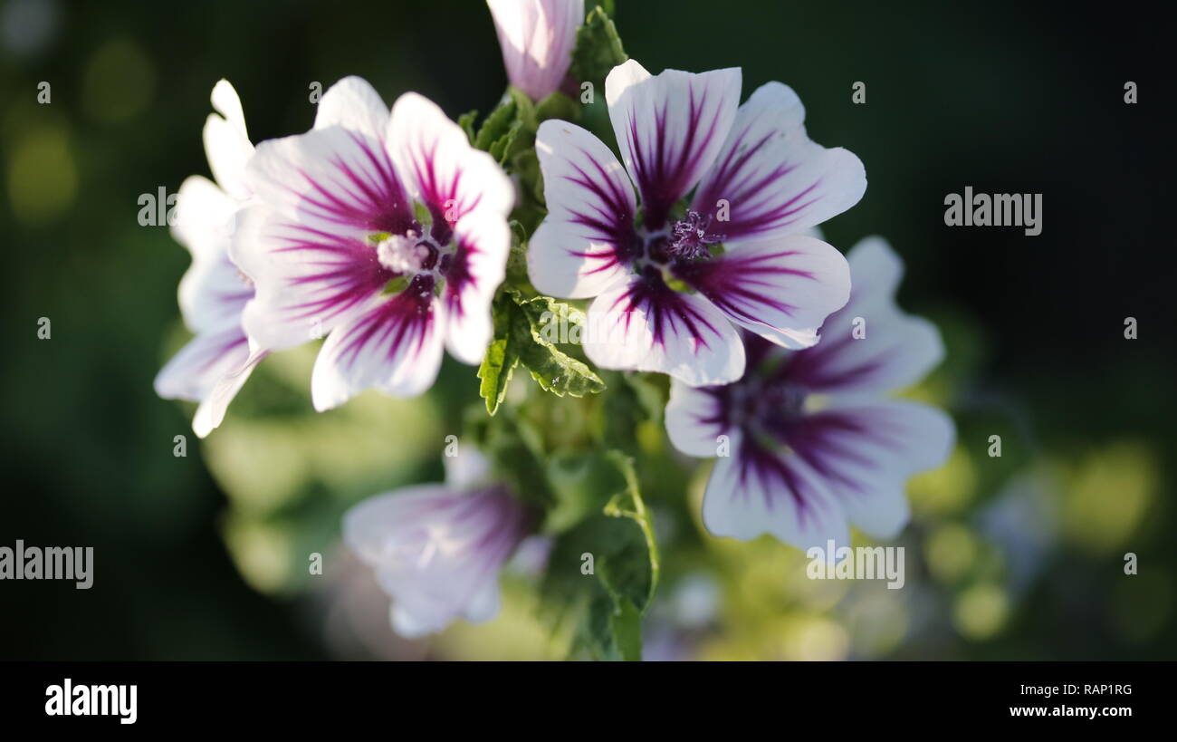 Mobile flower wallpapers hi-res stock photography and images - Alamy