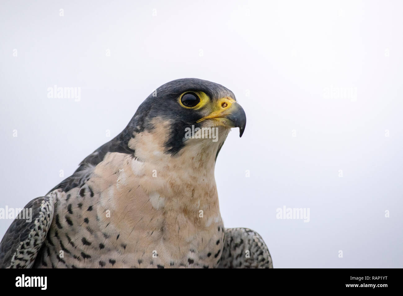 Face face peregrine falcon hi-res stock photography and images - Alamy