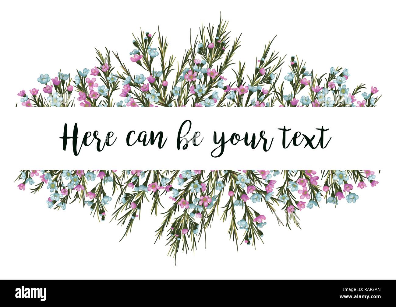 Waxflower vector vectors hi-res stock photography and images - Alamy