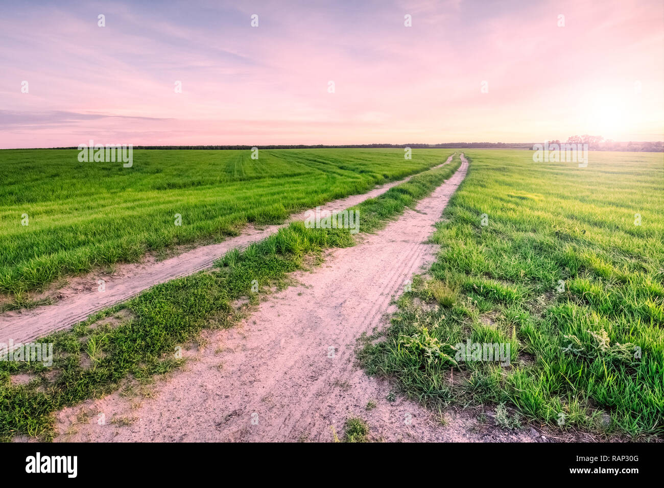 Country road passing through the field with green grass summer evening landscape Stock Photo - Alamy