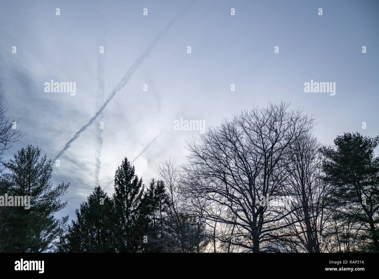 Leaveless trees hi-res stock photography and images - Alamy