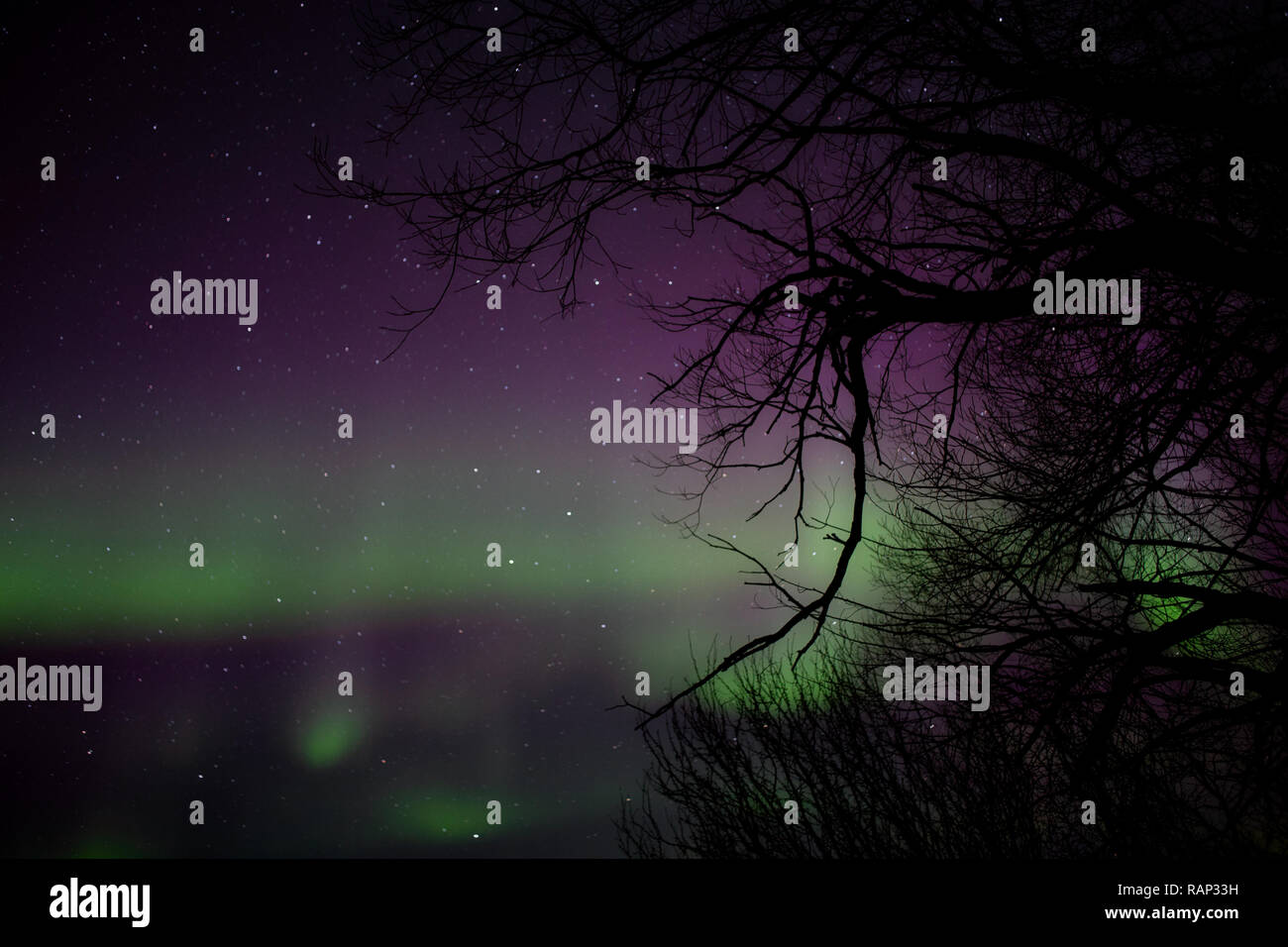 Colorful northern lights over a saskatchewan prairies winter landscape ...