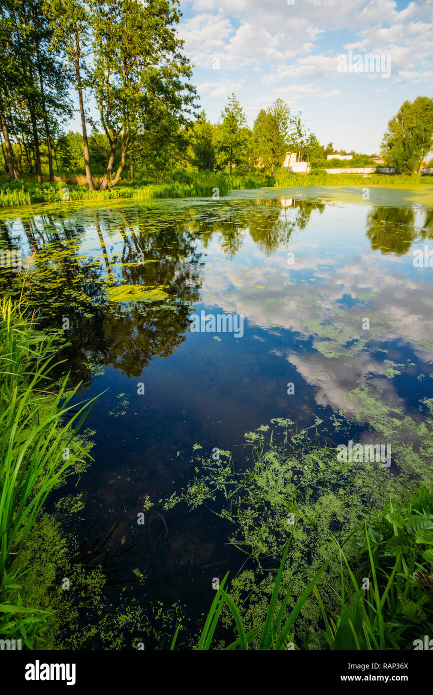 Marsh with a duckweed on the water and a reflection of the sky in the ...
