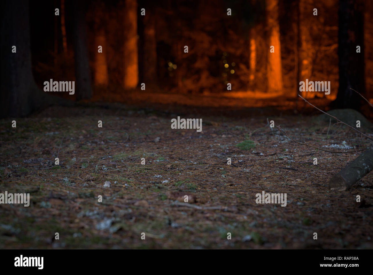 Forest ground texture hi-res stock photography and images - Alamy