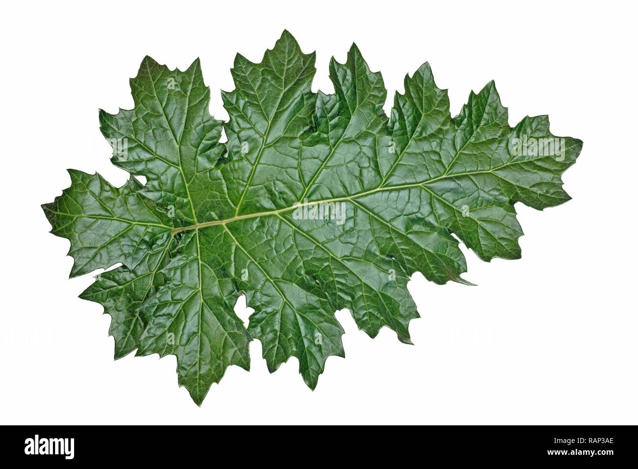 isolated leaf of bear's breeches, Acanthus mollis Stock Photo - Alamy