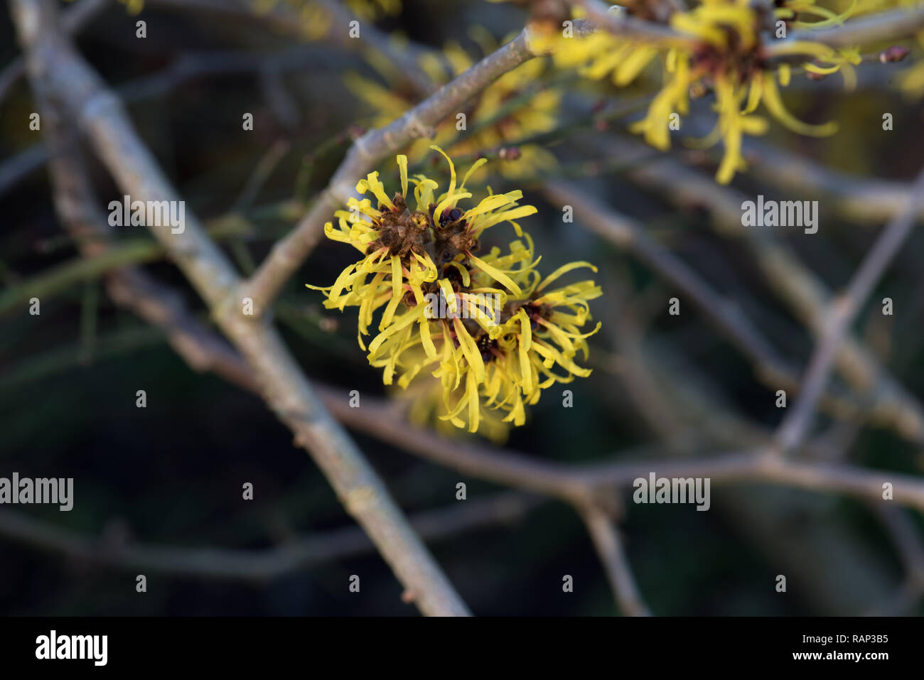 Hamamelis x intermedia 'Pallida' - fragrant yellow-flowered witch hazel ...