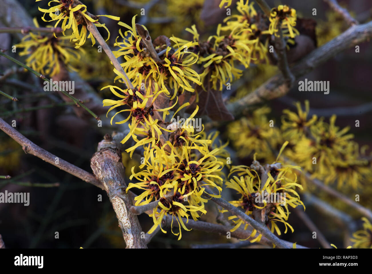 Hamamelis x intermedia 'Pallida' - fragrant yellow-flowered witch hazel ...