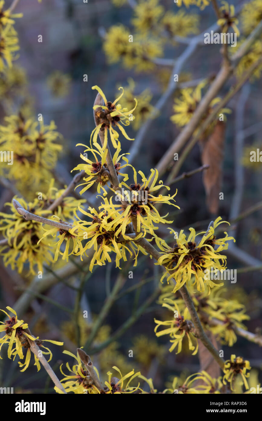Hamamelis x intermedia 'Pallida' - fragrant yellow-flowered witch hazel ...