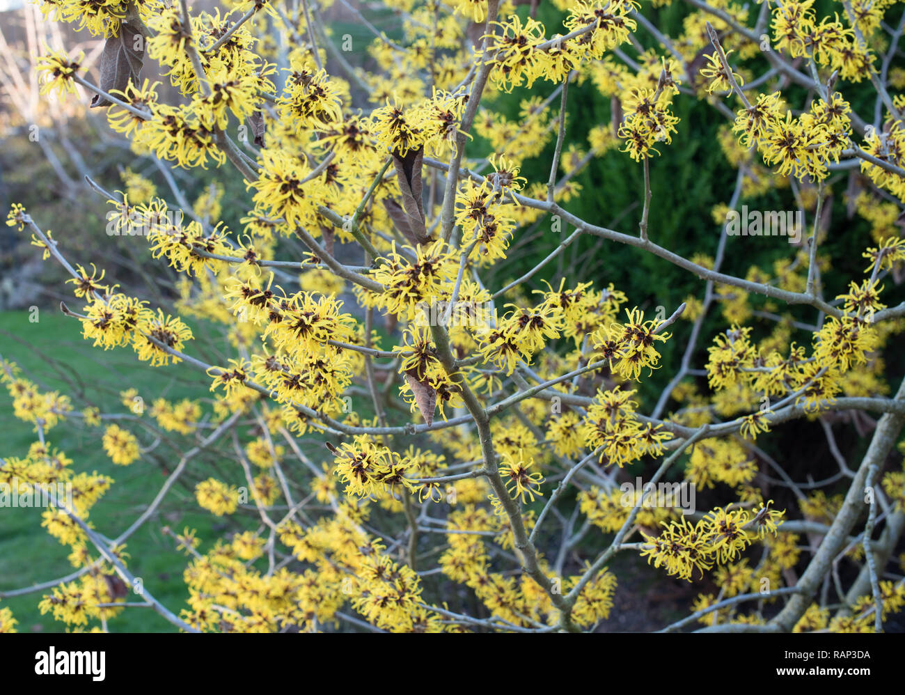 Hamamelis x intermedia 'Pallida' - fragrant yellow-flowered witch hazel ...