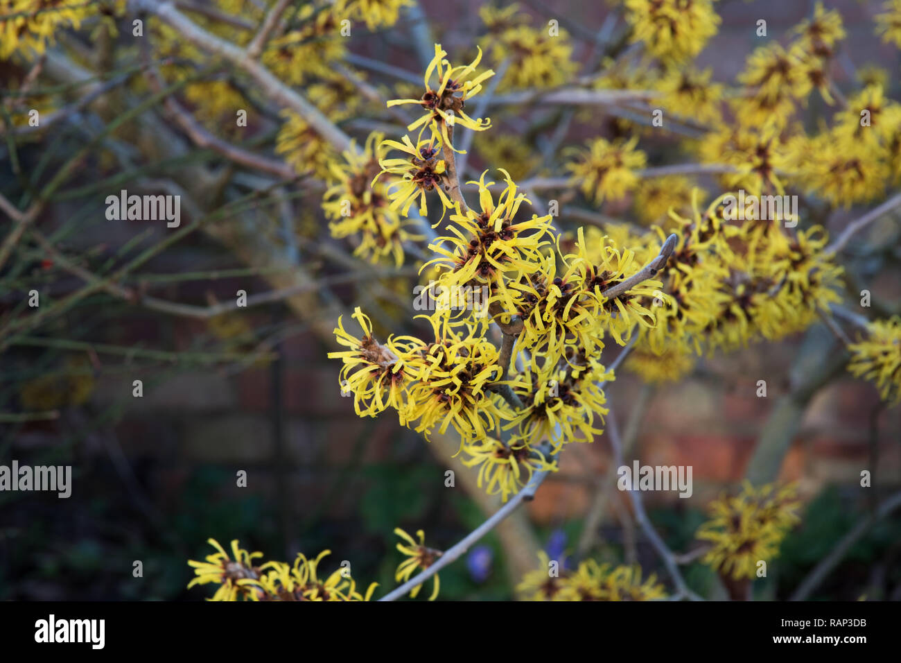 Hamamelis x intermedia 'Pallida' - fragrant yellow-flowered witch hazel ...