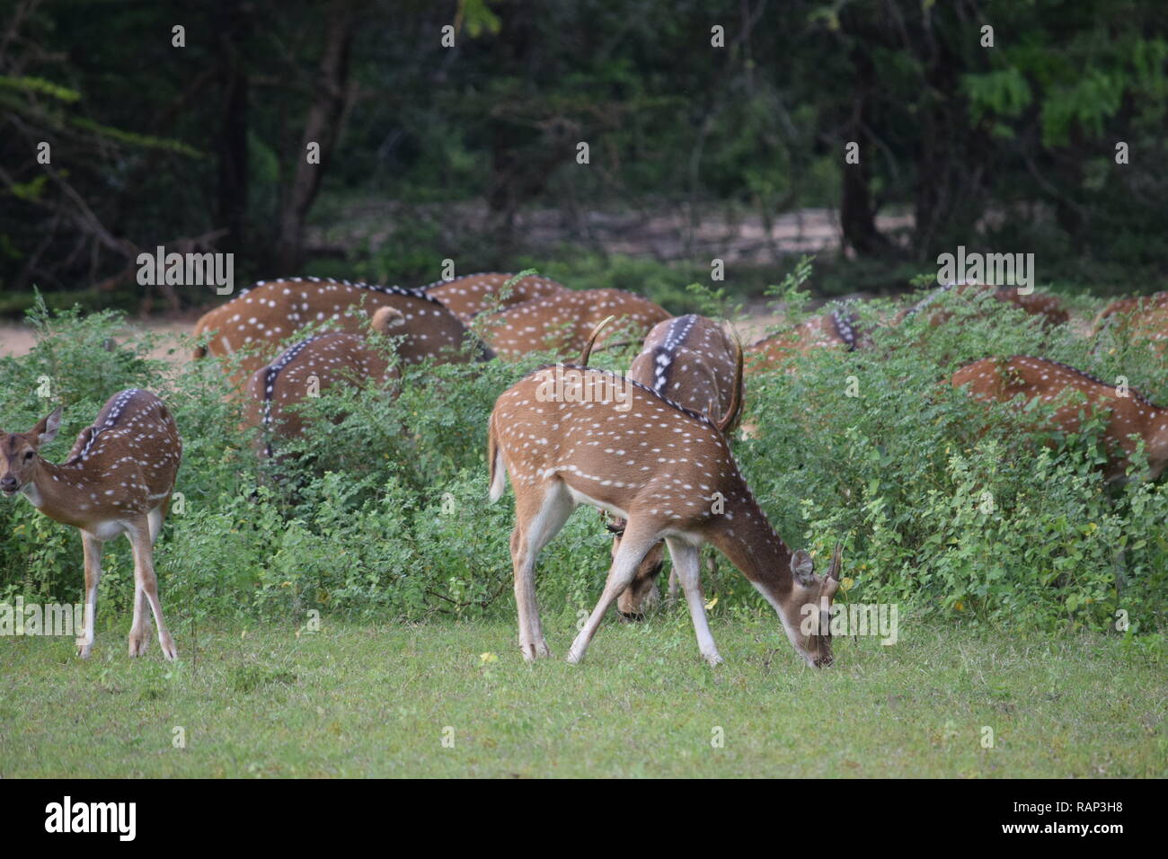 Yala National Park is one of the best places for sightings of wild ...