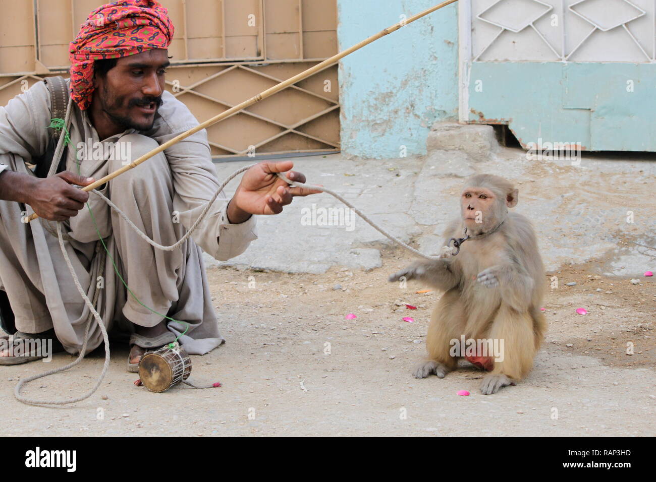 Monkey charmer karachi pakistan hi-res stock photography and images - Alamy