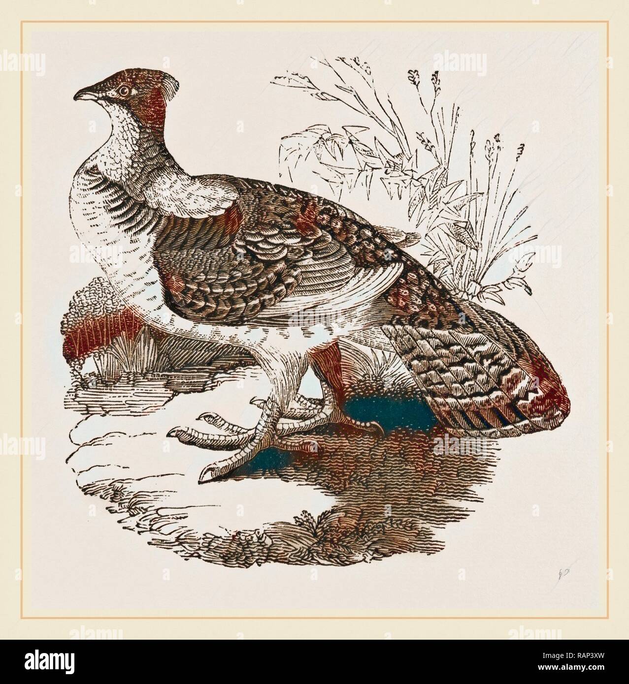 Ruffed Grouse. Reimagined by Gibon. Classic art with a modern twist ...