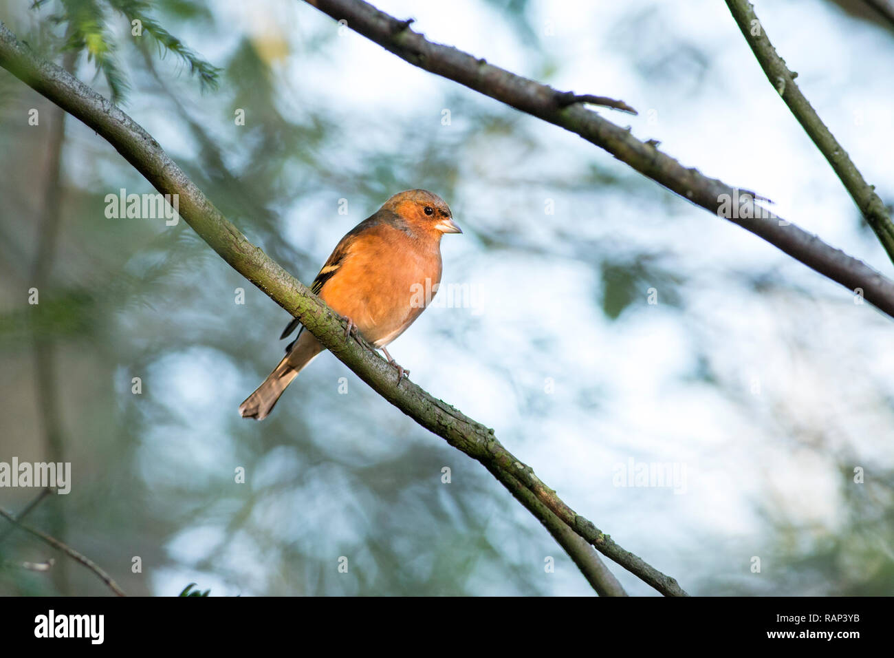 Colour In A Dull Scene Stock Photo - Alamy