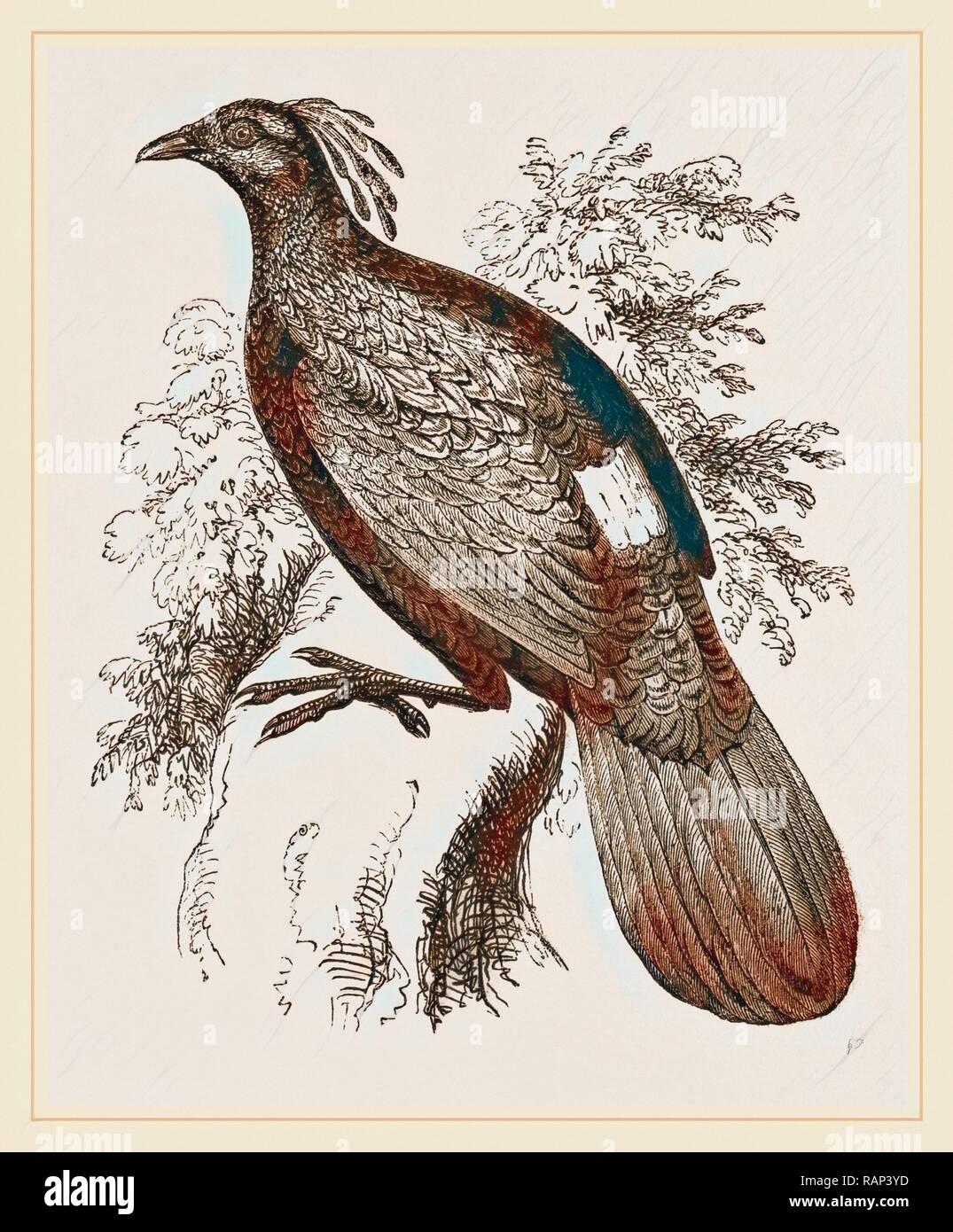 Impeyan Pheasant Male. Reimagined by Gibon. Classic art with a modern ...