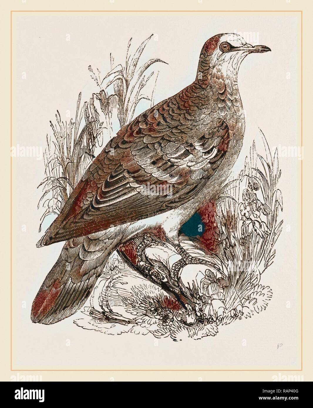 Bronze-winged Pigeon. Reimagined by Gibon. Classic art with a modern ...