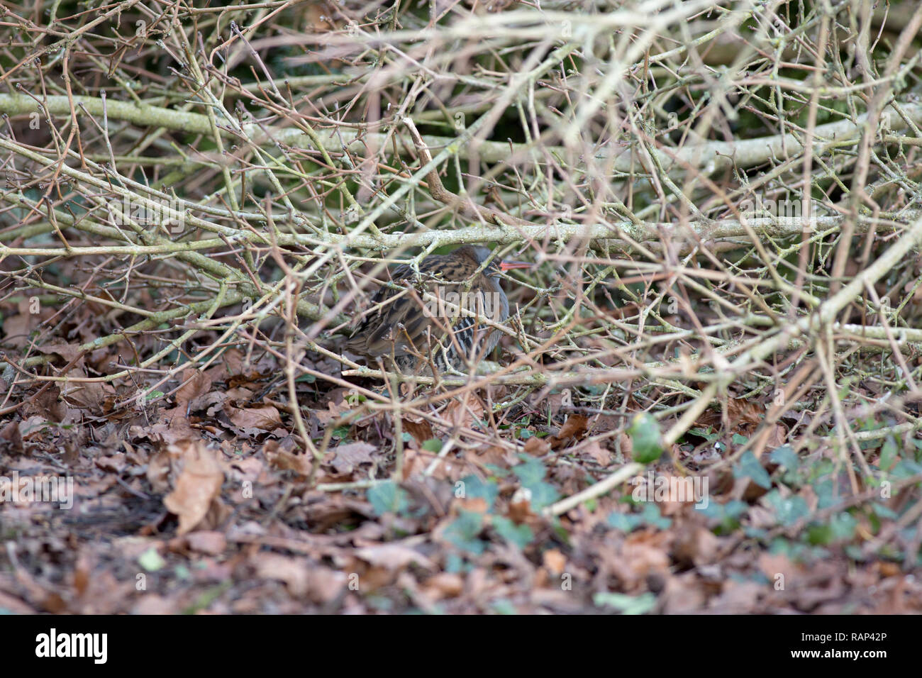 Hiding In The Bushes Stock Photo - Alamy