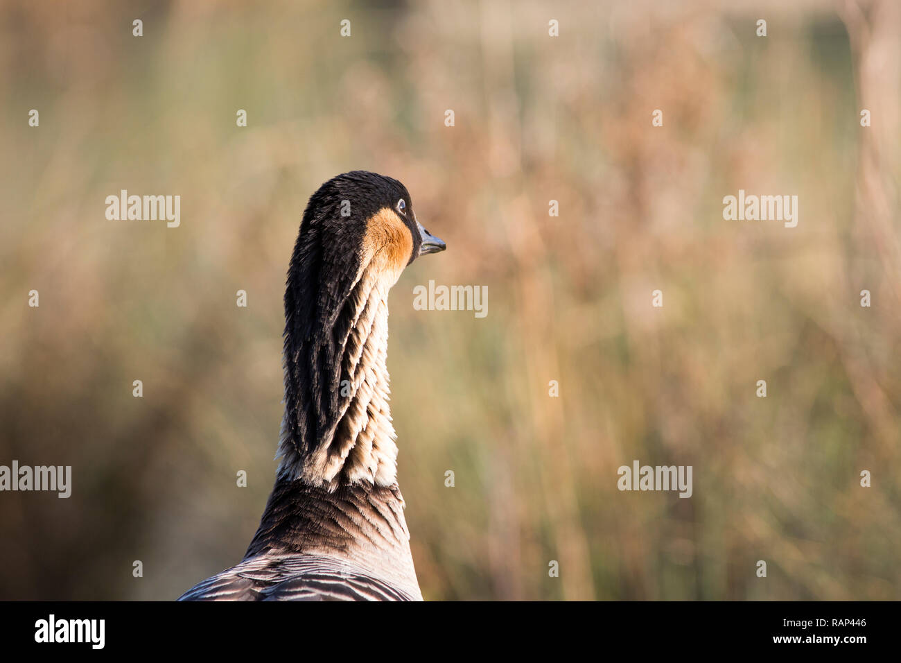 The Head of Canada Stock Photo - Alamy