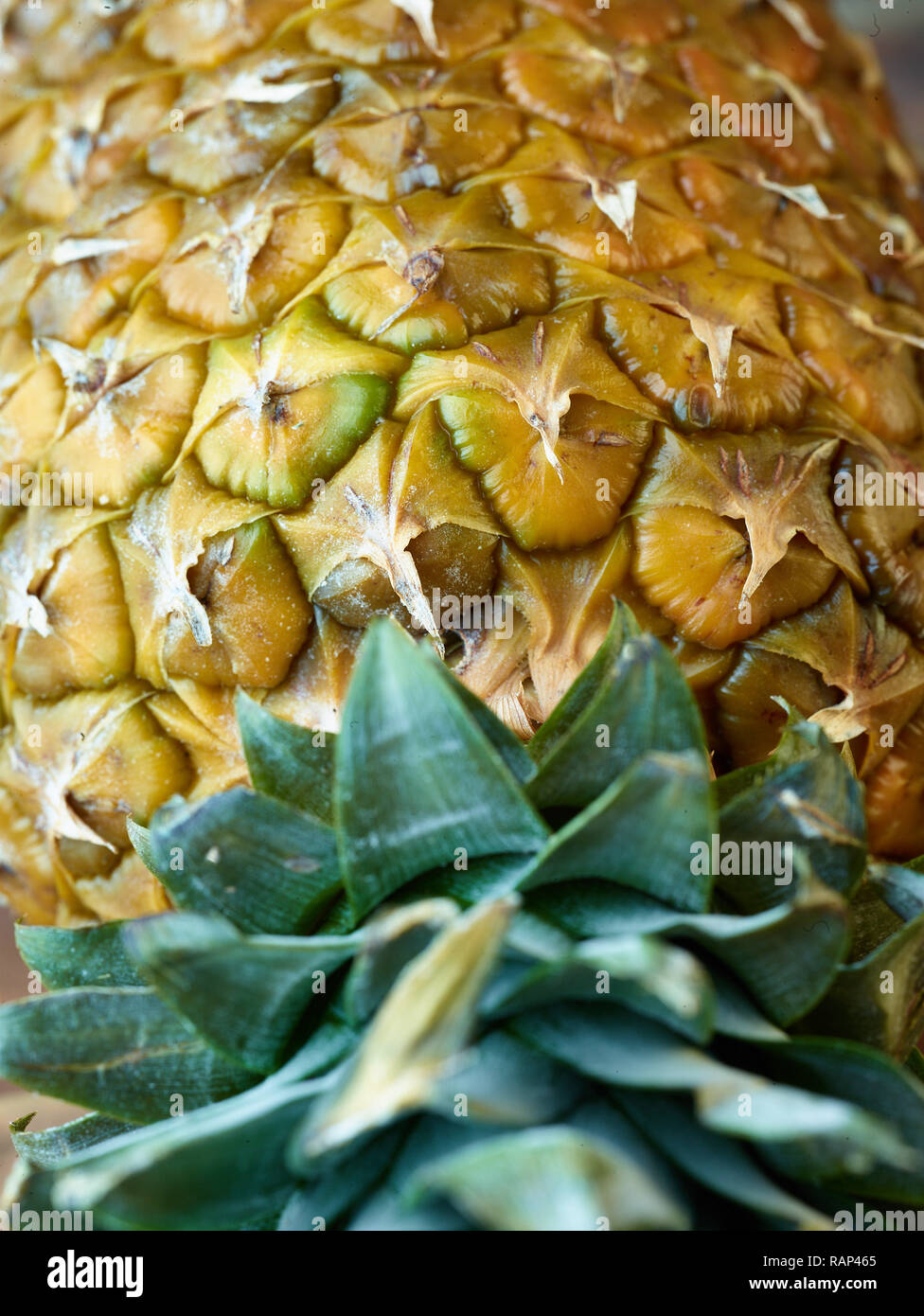 Pineapple fruit still-life close up photograph sowing the skin in ...