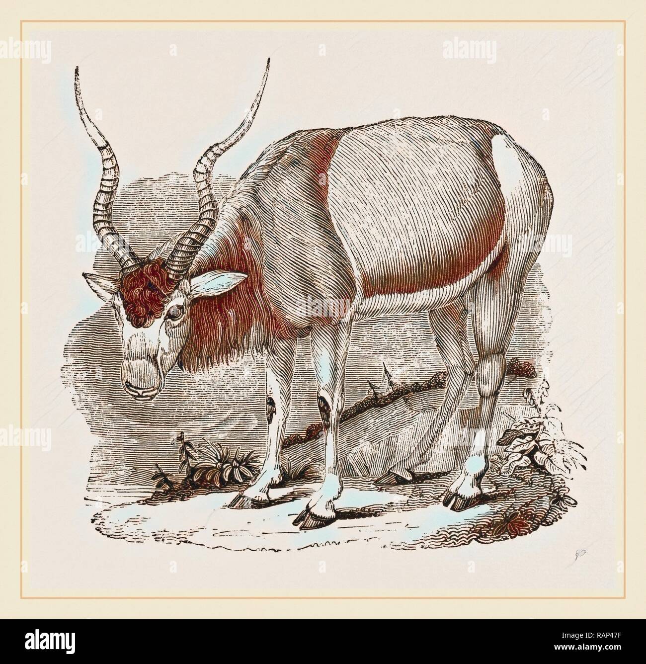 Addax. Reimagined by Gibon. Classic art with a modern twist reimagined ...