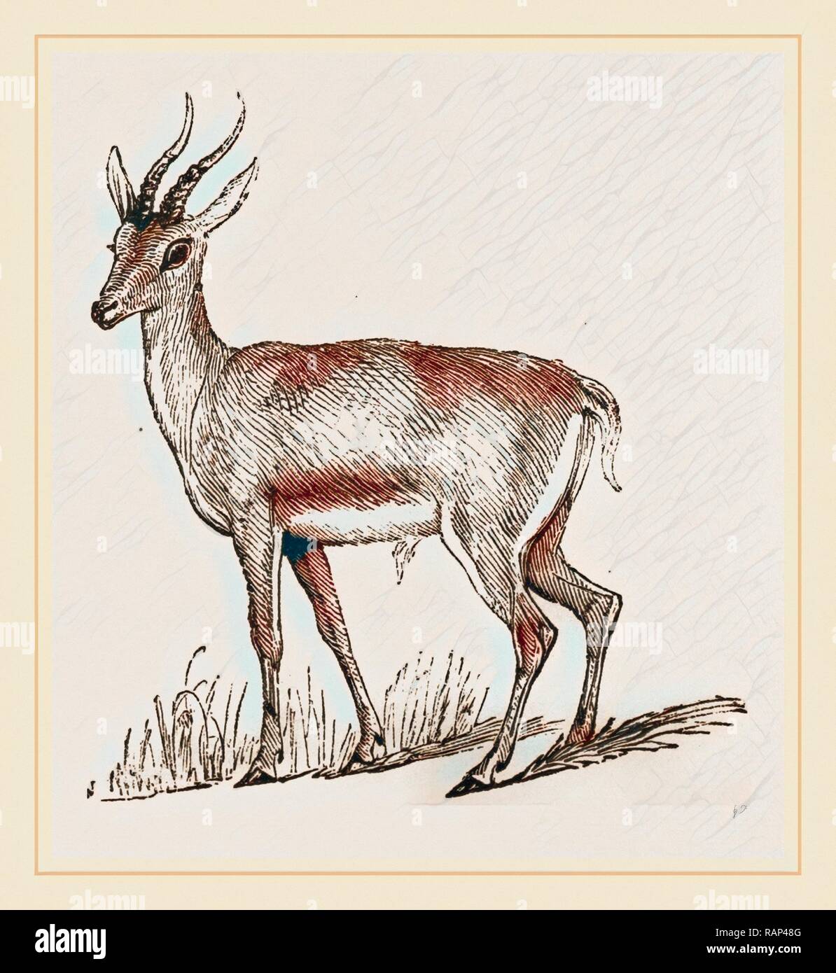 Ariel Gazelle. Reimagined by Gibon. Classic art with a modern twist ...
