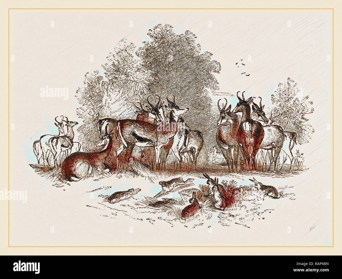 Group of Ariel Gazelles. Reimagined by Gibon. Classic art with a modern ...
