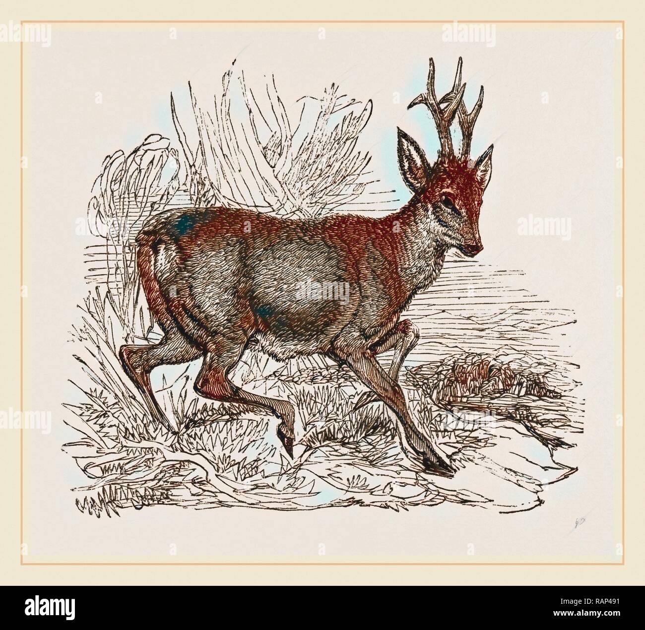 Roebuck. Reimagined by Gibon. Classic art with a modern twist ...