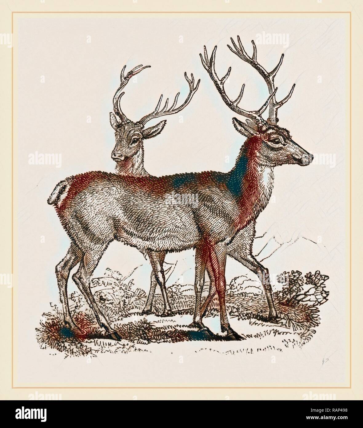 Red Deer. Reimagined by Gibon. Classic art with a modern twist ...