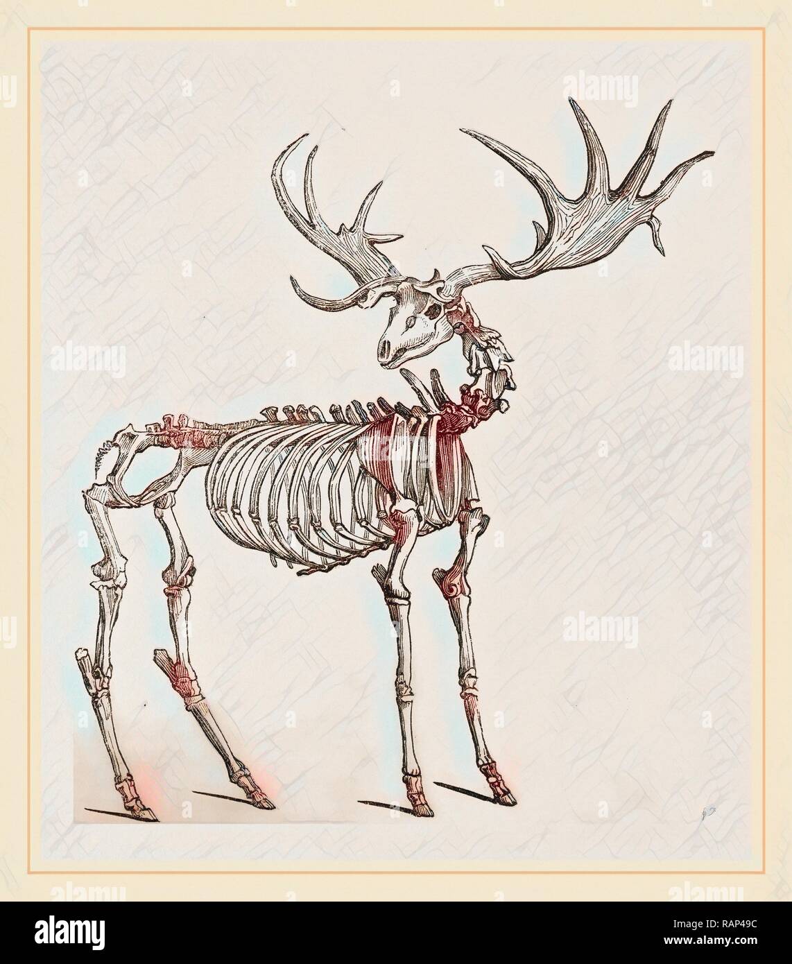 Skeleton of Fossil Elk. Reimagined by Gibon. Classic art with a modern ...