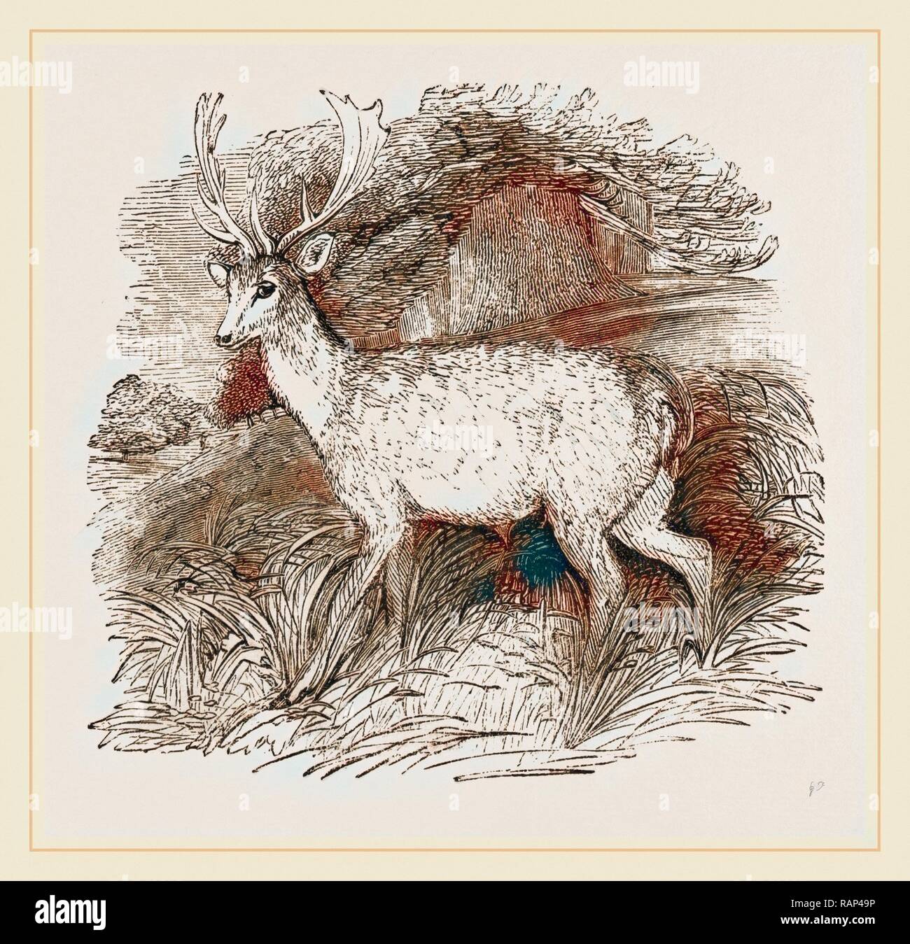 Fallow-Deer. Reimagined by Gibon. Classic art with a modern twist ...