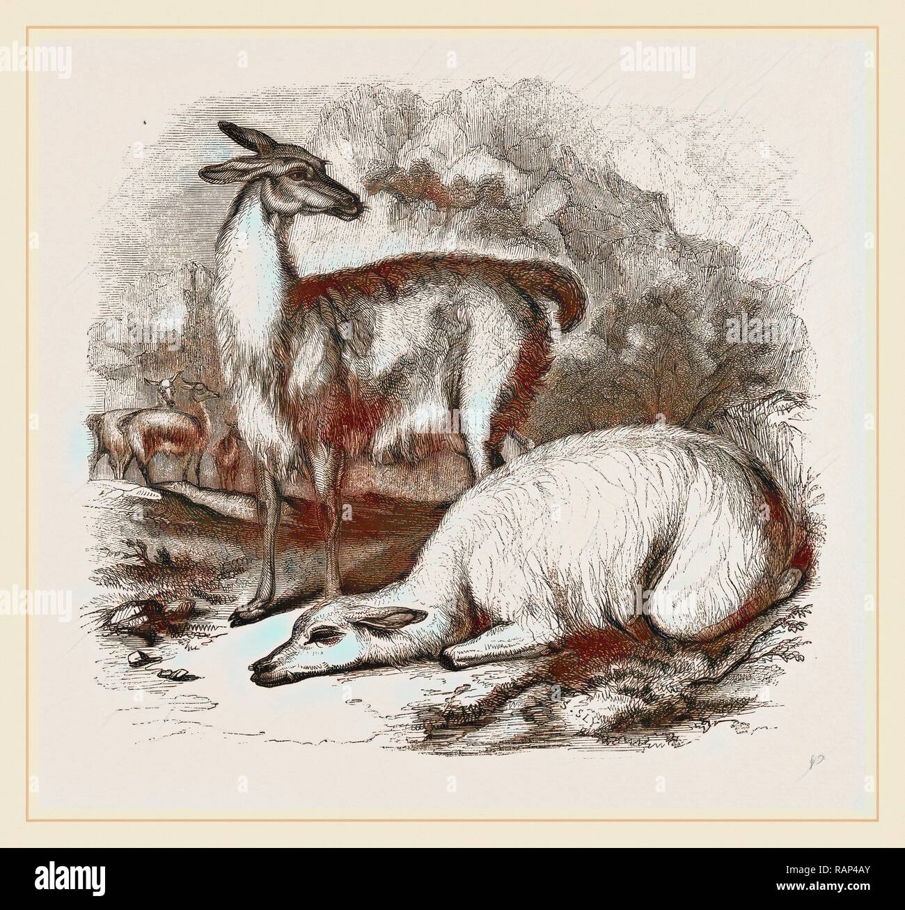 Guanaco and Tame White Llama. Reimagined by Gibon. Classic art with a ...