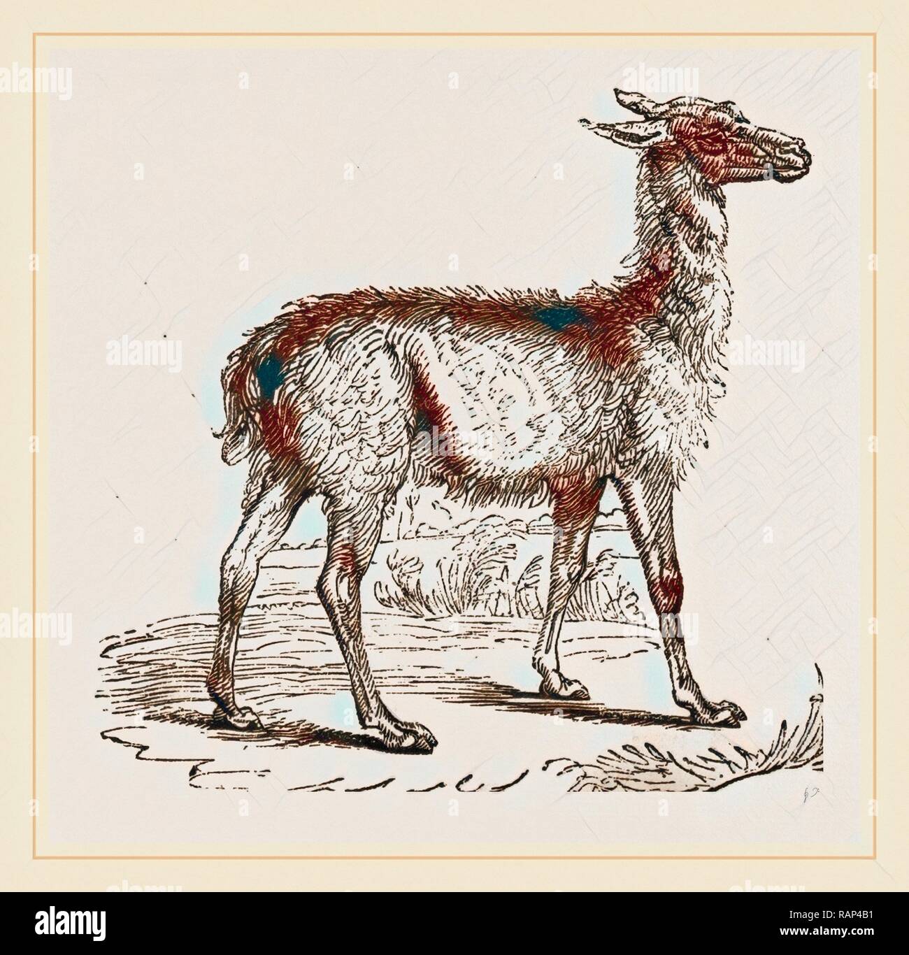 Guanaco. Reimagined by Gibon. Classic art with a modern twist ...
