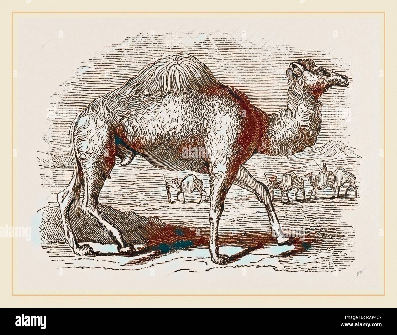 Camel. Reimagined by Gibon. Classic art with a modern twist reimagined ...