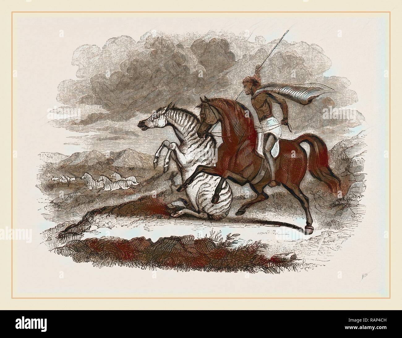 Burchell's Zebra. Reimagined by Gibon. Classic art with a modern twist ...