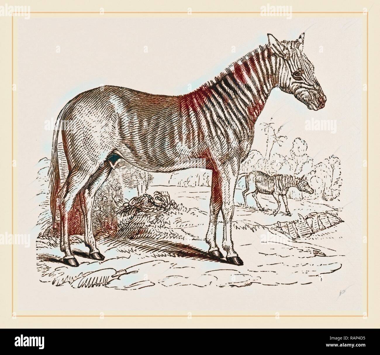 Quagga. Reimagined by Gibon. Classic art with a modern twist reimagined ...