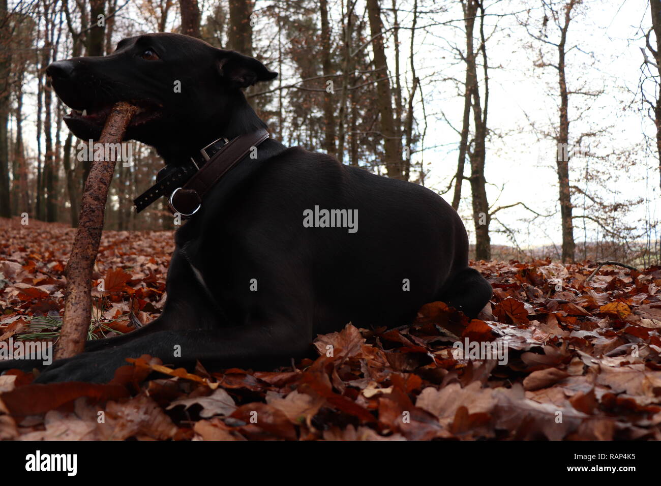 Black labrador retriever playing hi-res stock photography and images ...