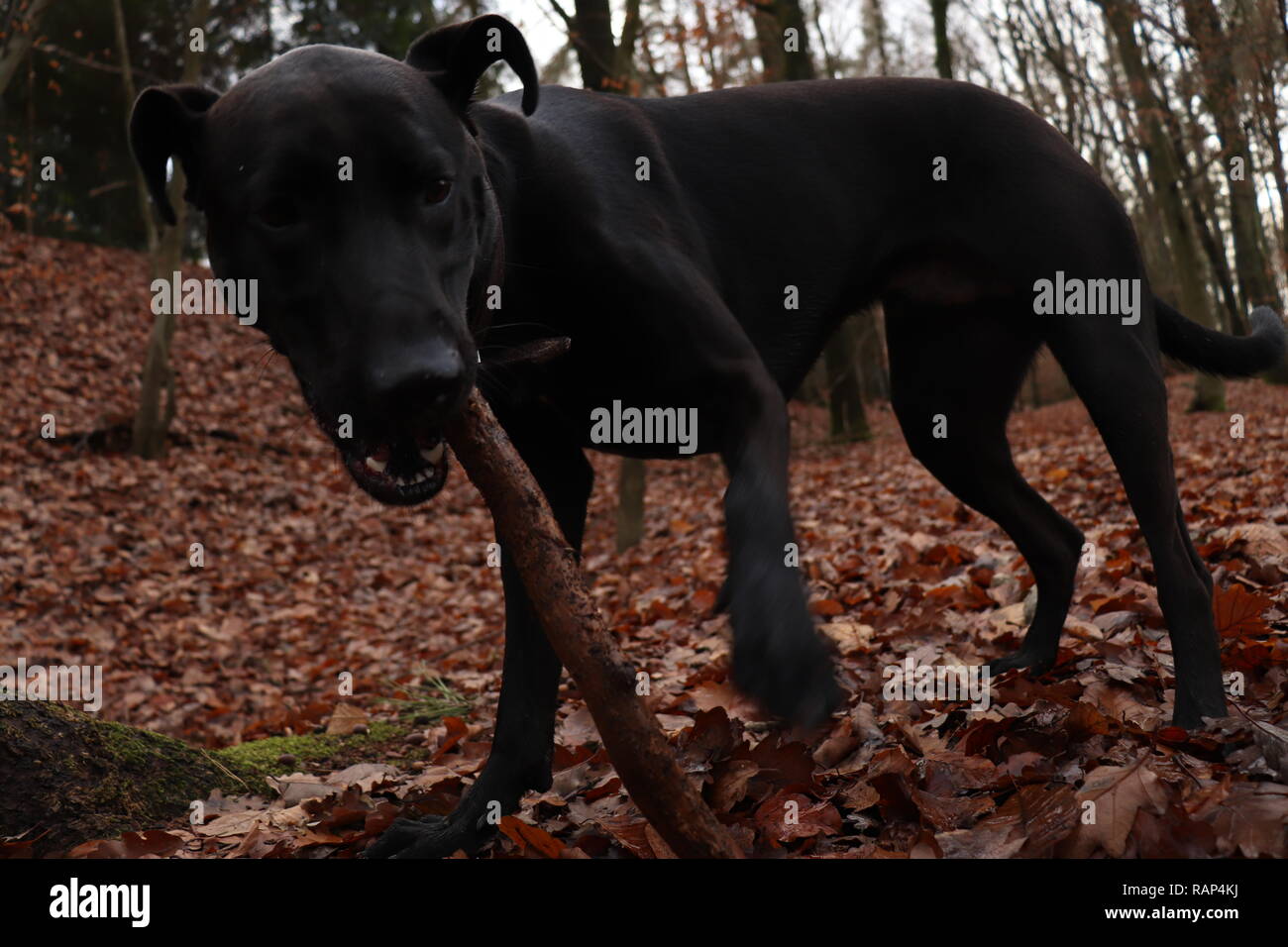 Black labrador retriever playing hi-res stock photography and images ...