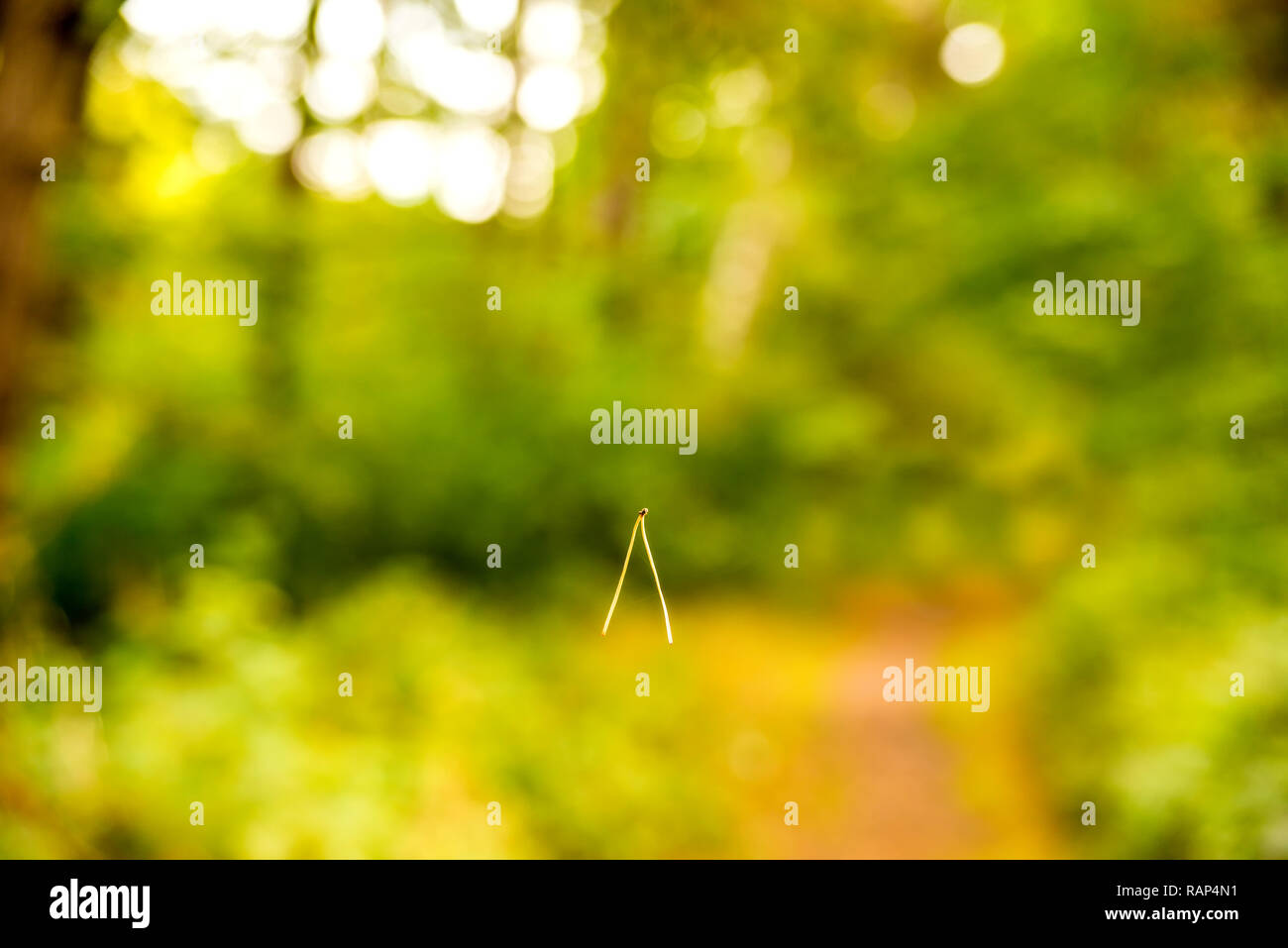 Scots pine needle hanging in the air in a forest Stock Photo - Alamy
