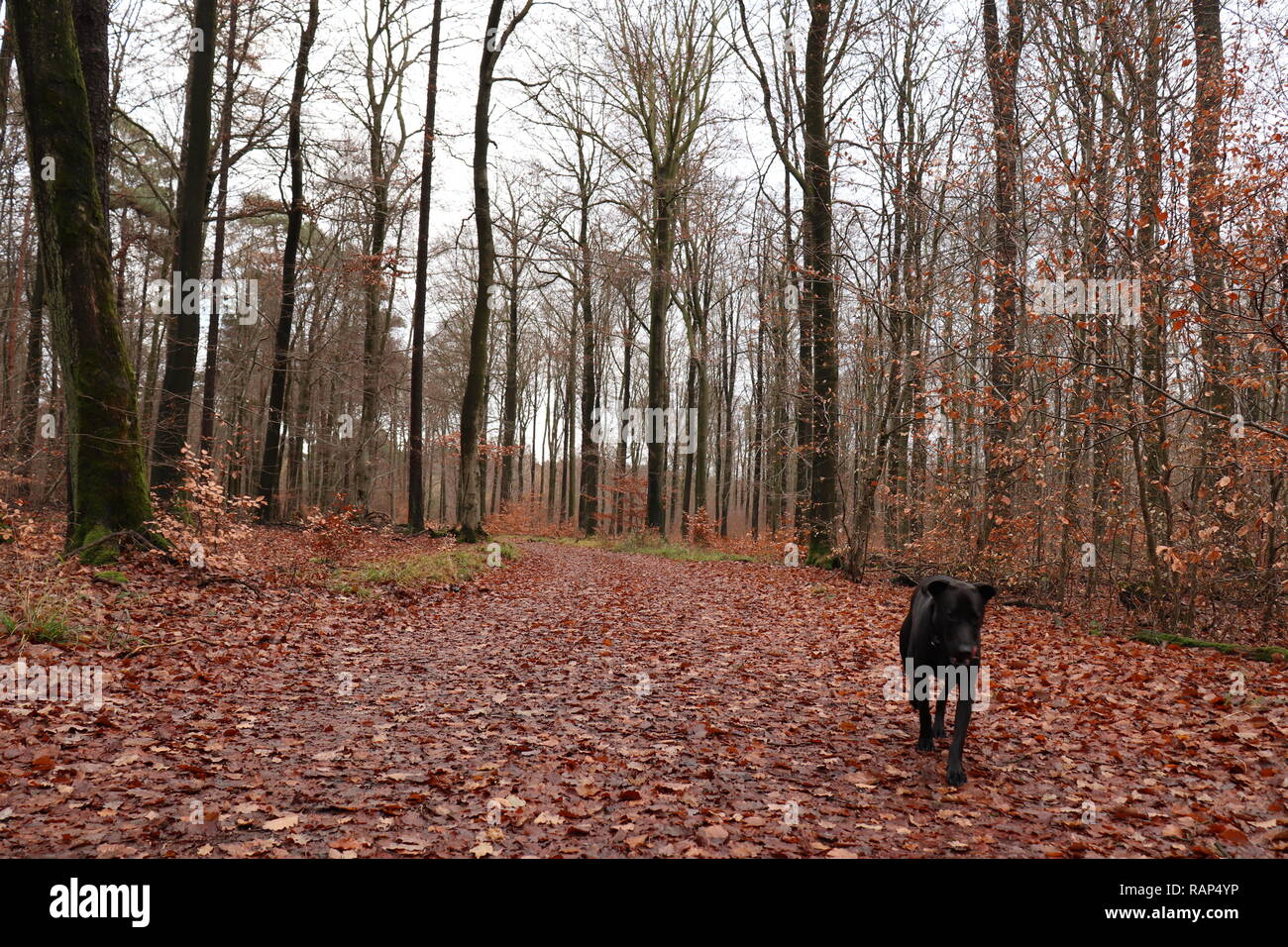 Black Labrador Retriever Playing in the Forest Stock Photo - Alamy