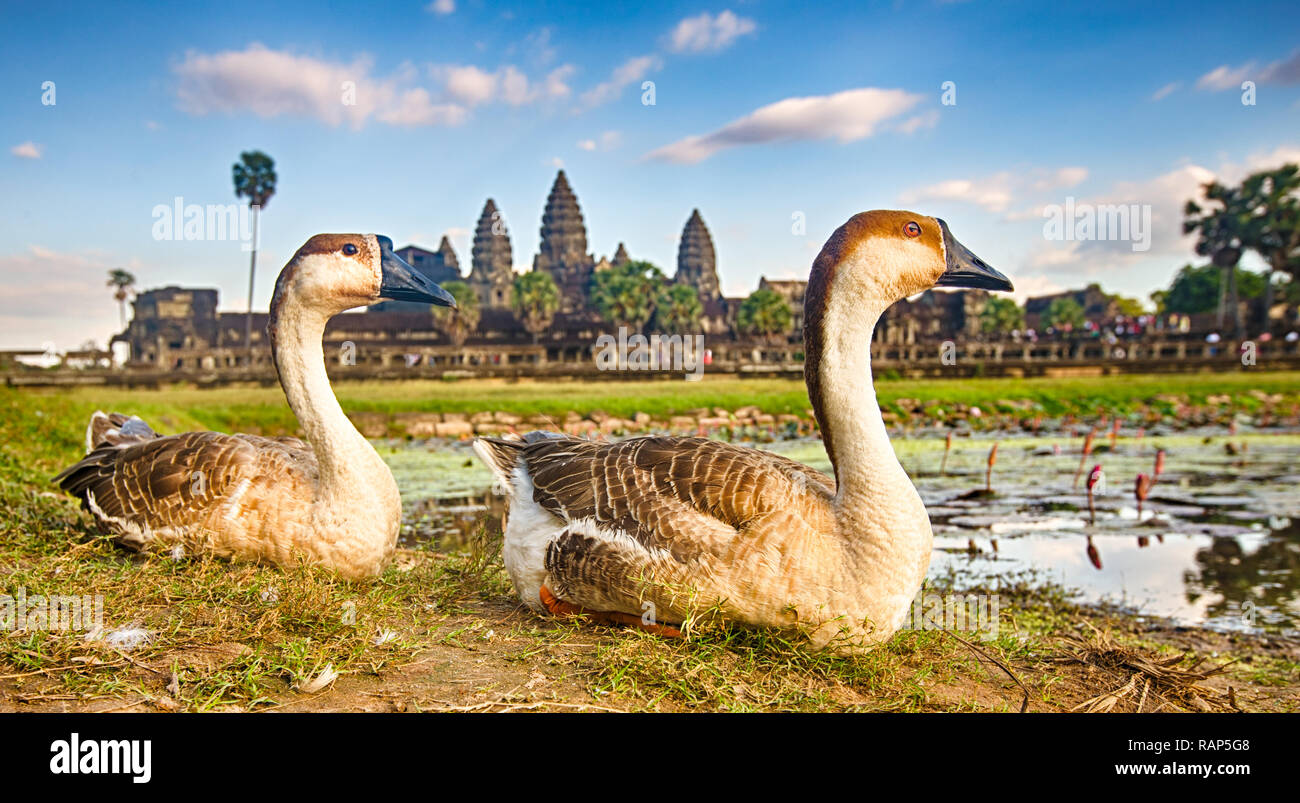 Angkor Wat temple reflecting in water of Lotus pond at sunset. Ducks on ...