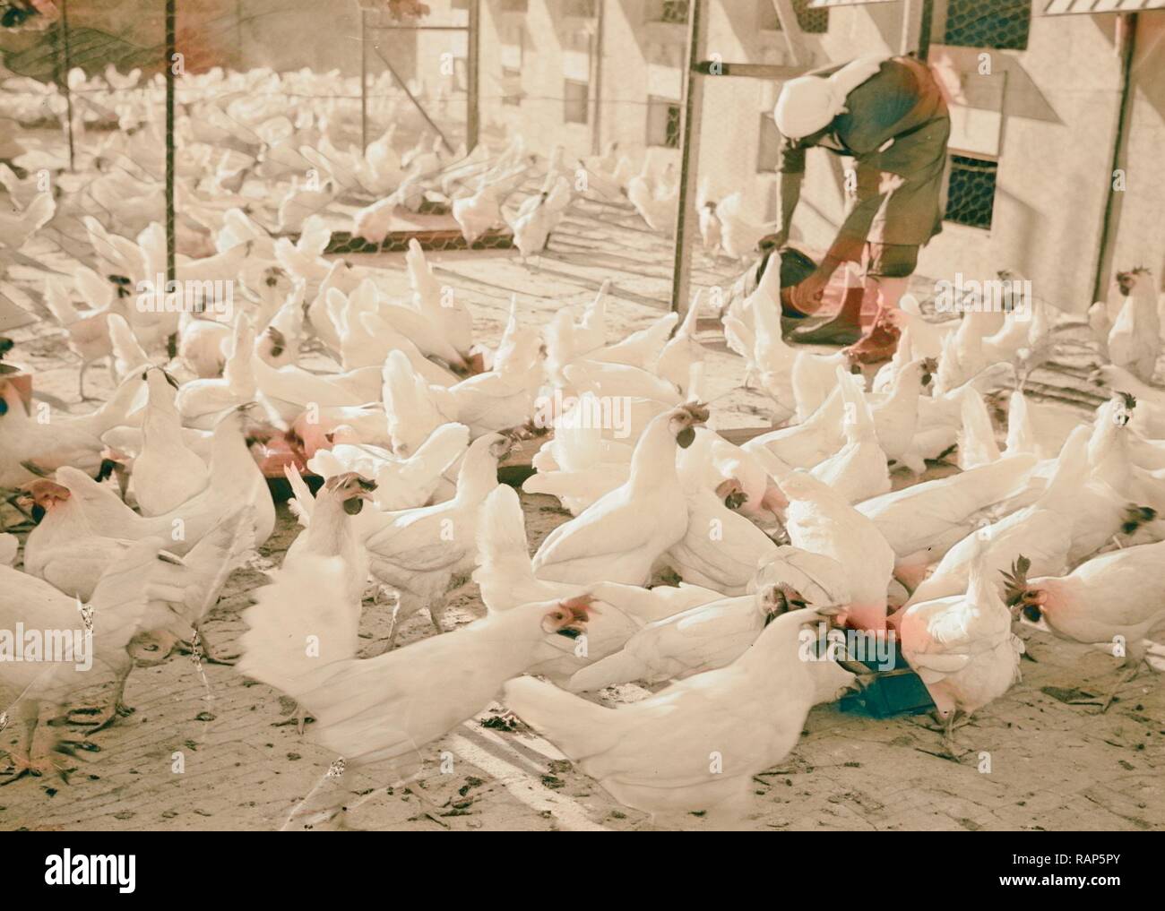 The Bethlehem Poultry Farm (Esan Safieh) Feeding the chickens. 1939 ...
