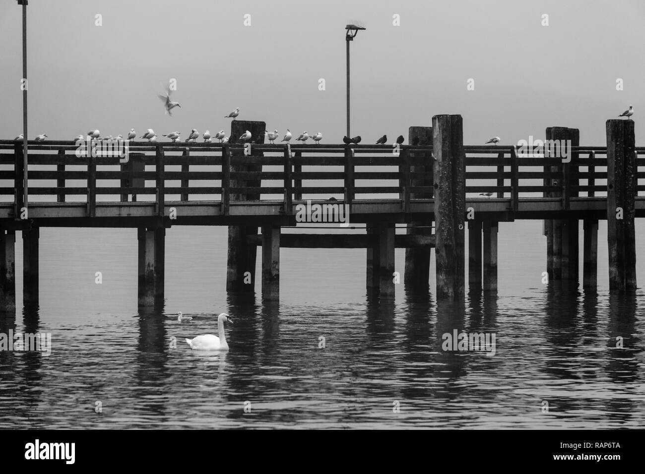Blue bird boat Black and White Stock Photos & Images - Alamy