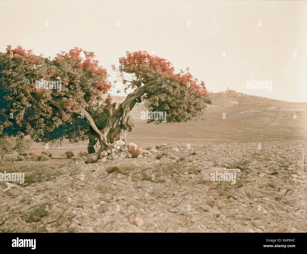 Neby Samuel (Mizpeh), with large tree in foreground. 1934, Israel, Nebi ...