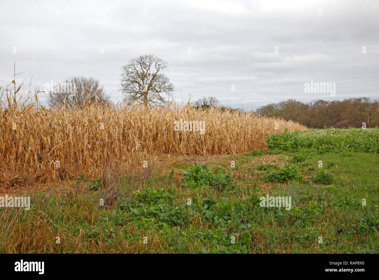 Birds in a corn field hi-res stock photography and images - Alamy