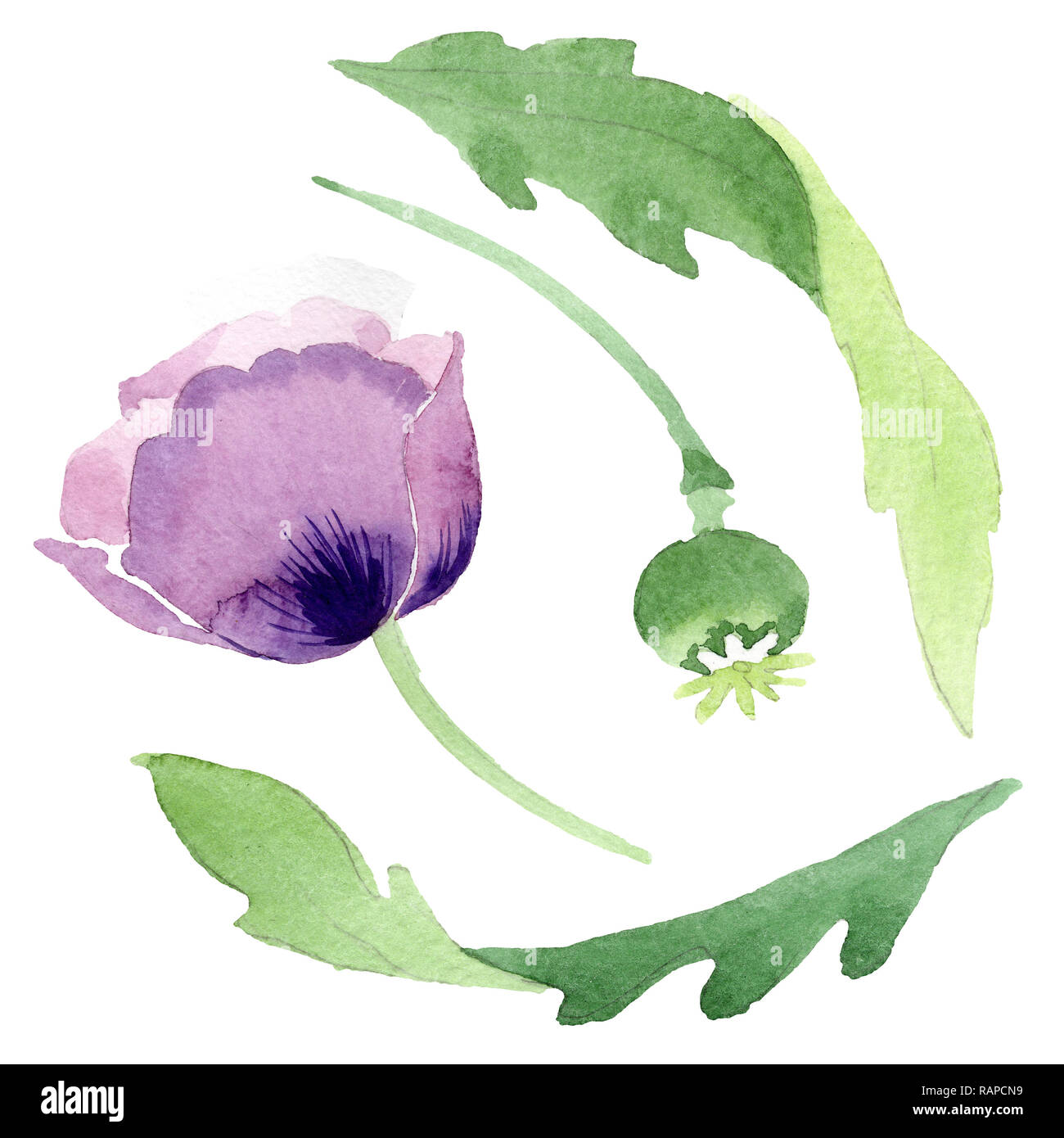 Burgundy poppy. Floral botanical flower. Wild spring leaf isolated ...