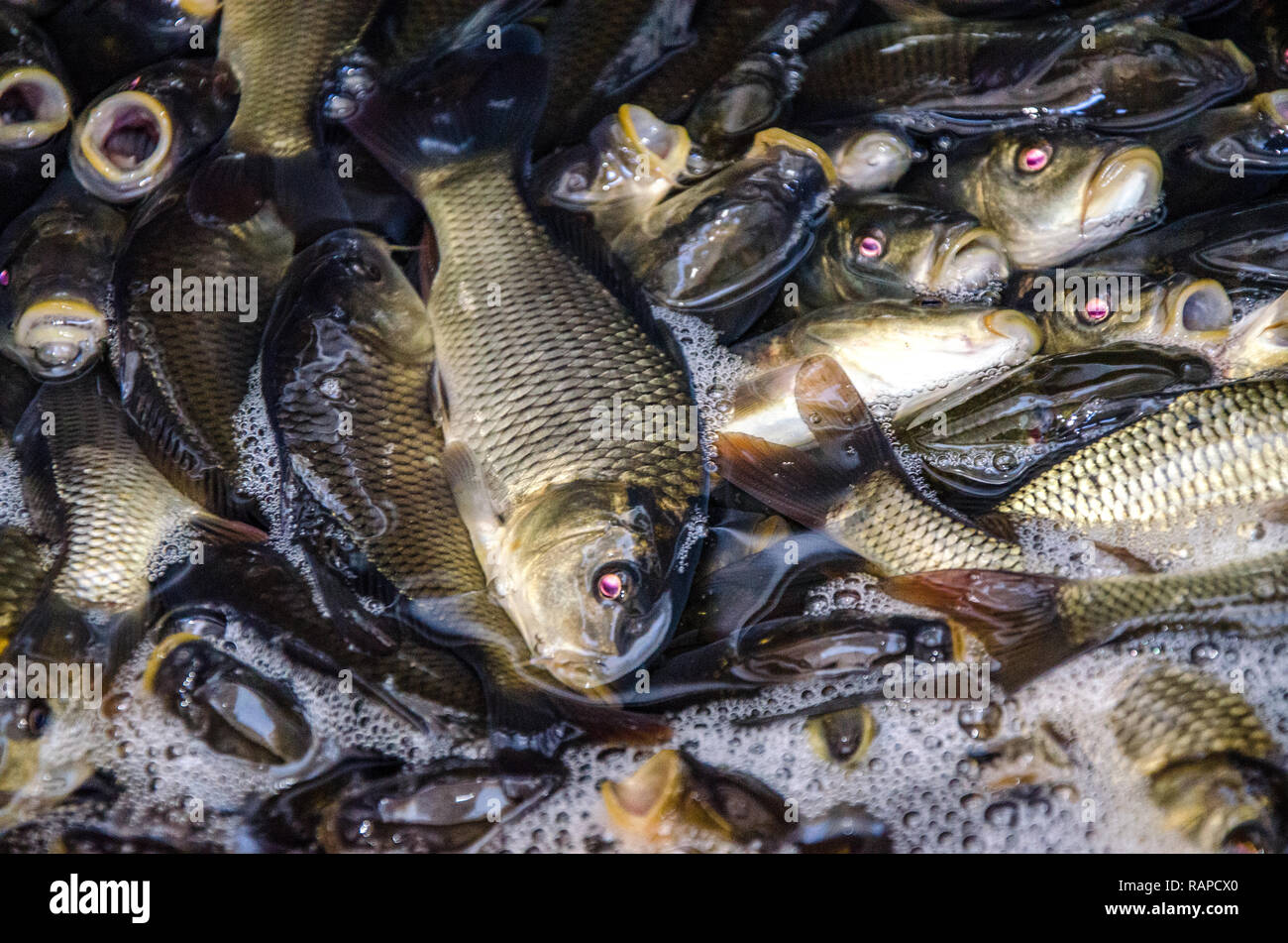 Young carp fish from a fish farm in a barrel are transported for ...
